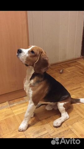 Продаю бигля (кобель)