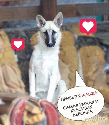 Альфа в добрые руки