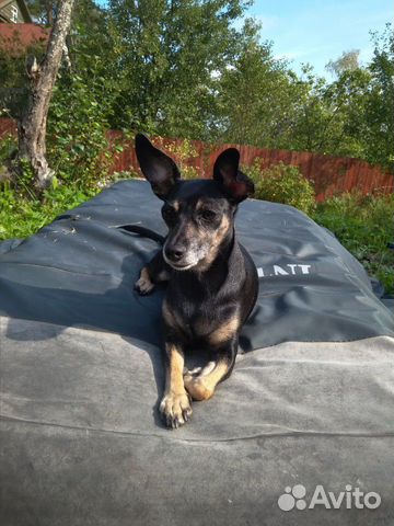 Ищем кавалера на вязку