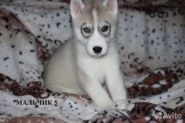 Щенок Сибирский хаски