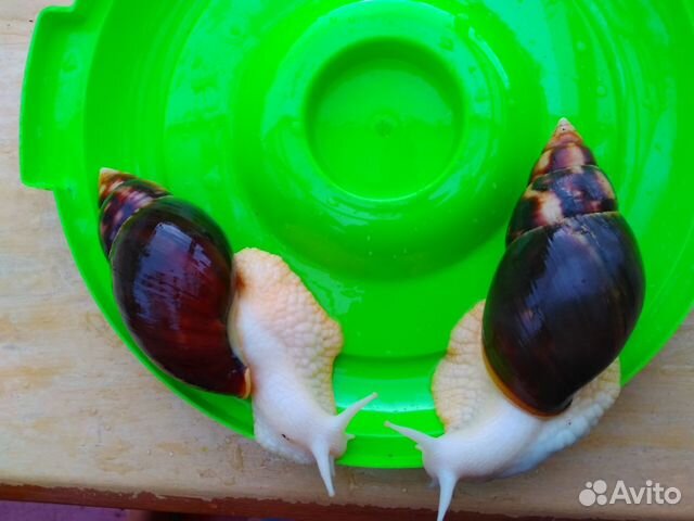 Улитки ахатины, молодые, родились в январе 2019