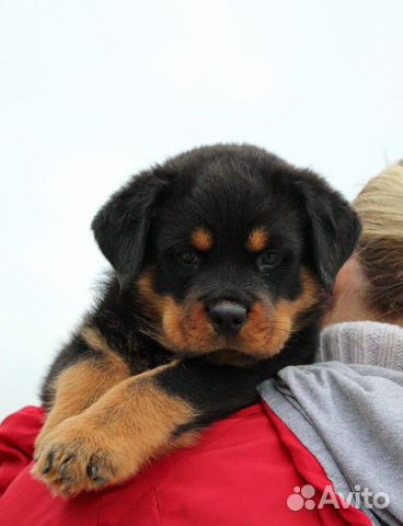 Ротвейлер детки