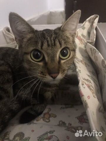 Отдам в хорошие руки кошечку