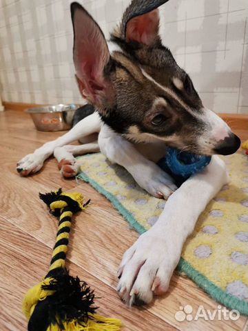 Отдам щенка