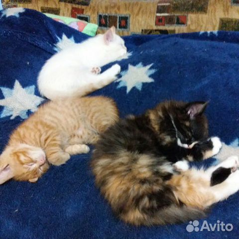 Котята 2,5 месяца, родились 6 сентября, 2 кота бел