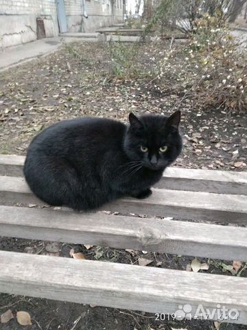 Котик в дар