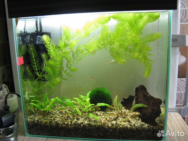 Аквариум на 12 литров с креветками