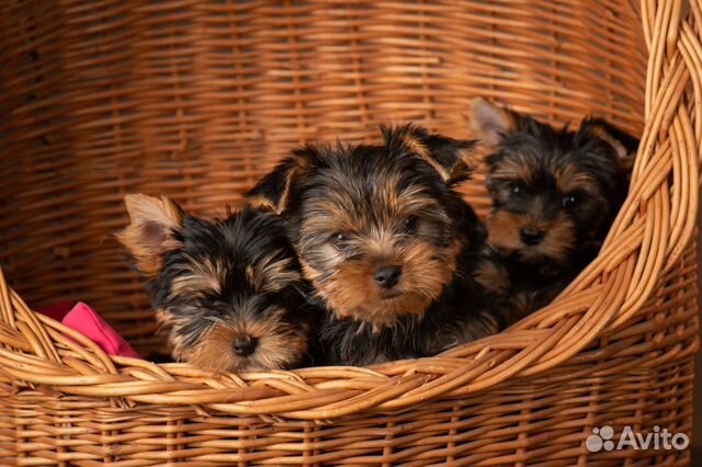 Щенок йорка