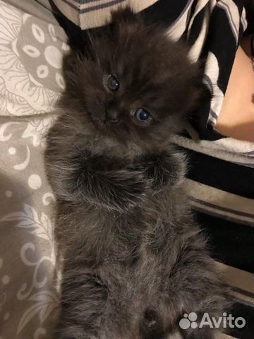 Котенок шотландский прямоухий длинношерстный