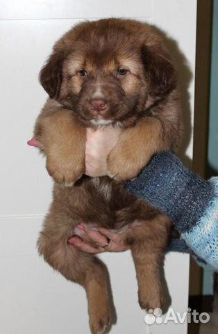 Щенок (девочка. 1,5 месяца) в дар, в добрые руки