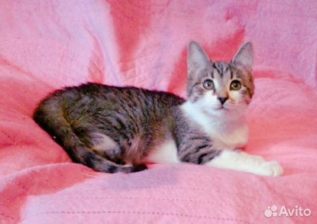 Котёнок девочка