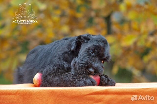 Великолепные щенки Ризеншнауцера у нас