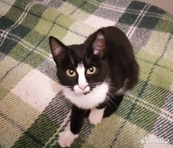 Котенок Луник в добрые руки