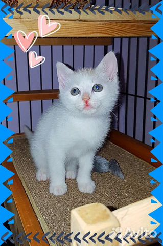 Котик Принц 3 месяца