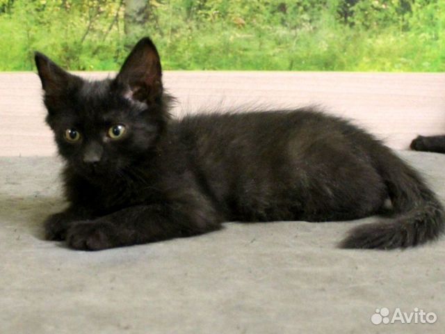 Черненькие ласковые котята