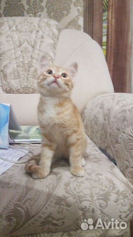 Котята-мальчики от домашей кошки