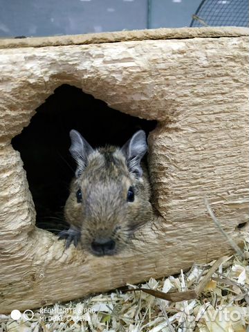 Чилийская белка