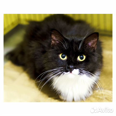 Молодой джентльмен ищет семью, возраст 2 года