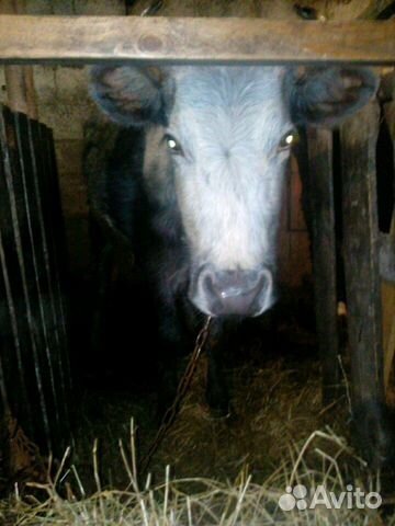 Латвийская серо голубая корова