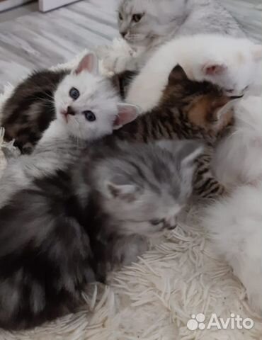 Милые британские котята