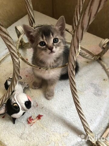 Отдам котят в хорошие руки