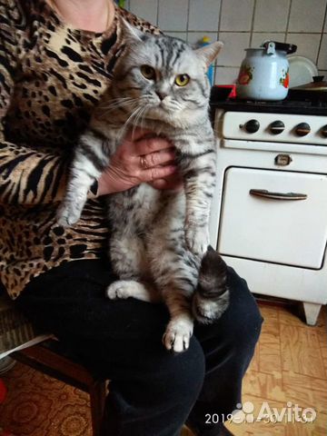 Скотиш страйт мальчик