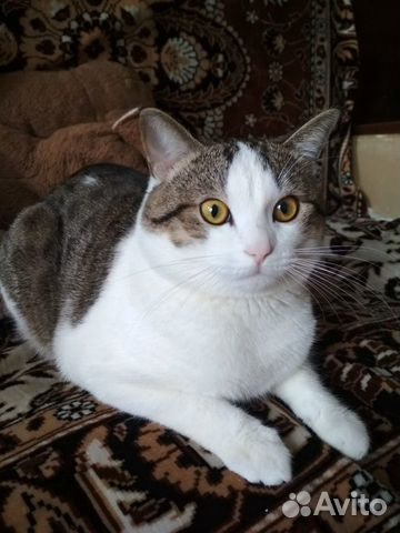 Котик в добрые руки