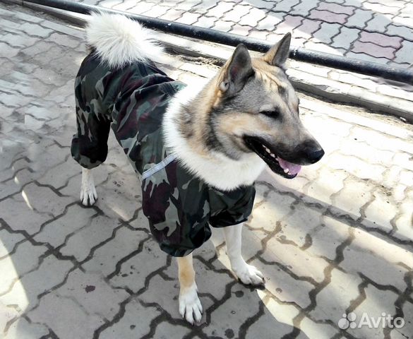 Красавчик ищет вторую половину для вязки