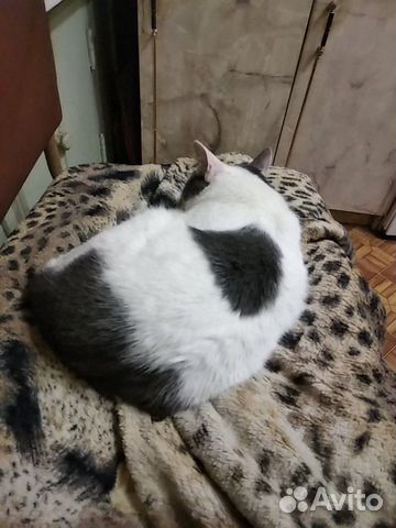 Котика отдам в хорошие руки