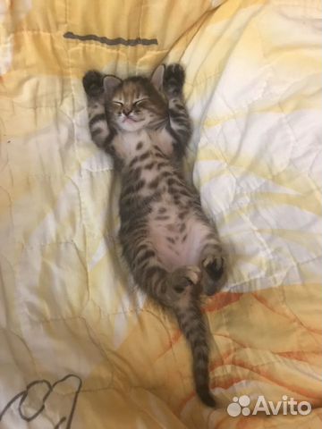 Маленький Бенгальчик