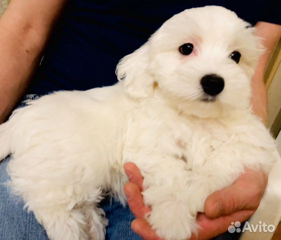 Щенки Мальтезе