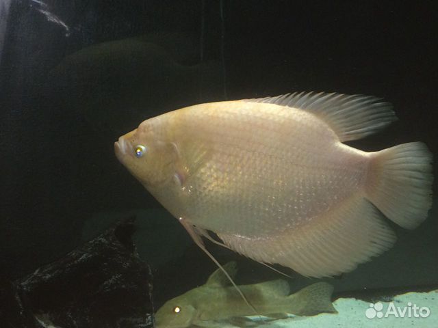 Гурами (промысловый)
