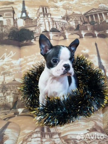 Бостон терьер щенки