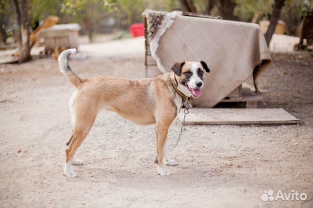 Моника в добрые руки