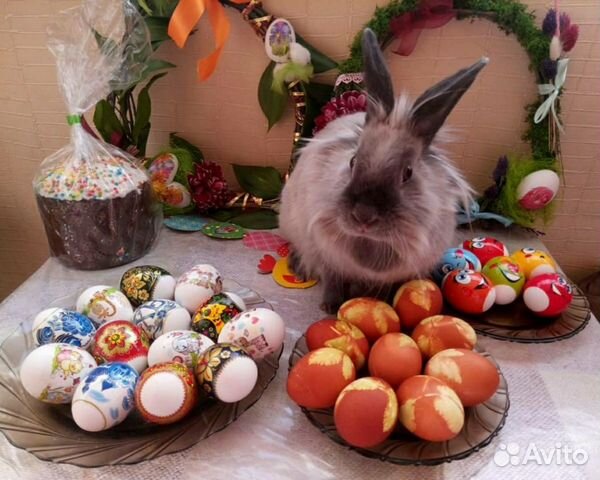 Кролик декоративный