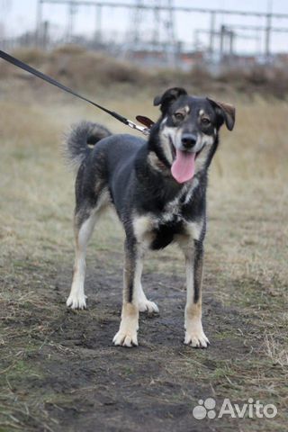 Отдам собаку в дар