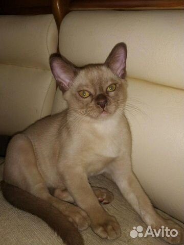 Бурмасички