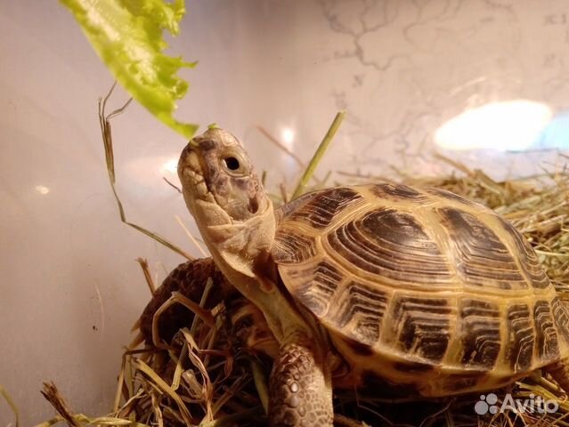 Черепаха сухопутная