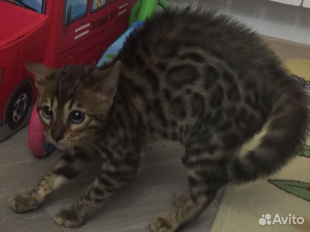 Бенгальская