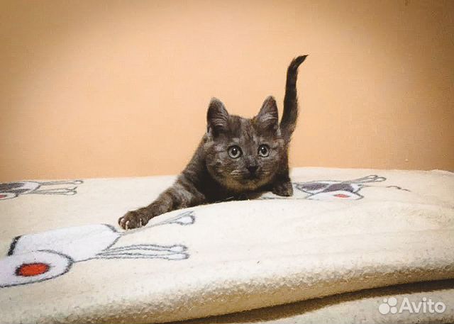 Котёнок девочка в добрые руки