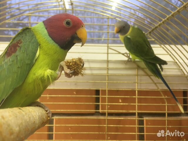 Ожереловые сливоголовые питомник Медвежьи озера