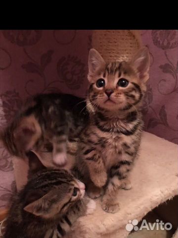 Бенгальские котята помесь