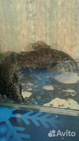 Рыбка сомик