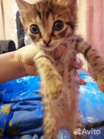 Продаётся котёнок девочка с сумкой переноской