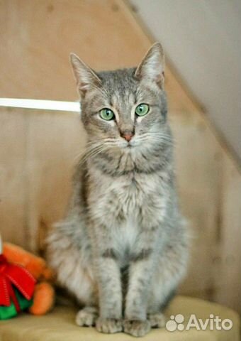 Кошка ищет дом