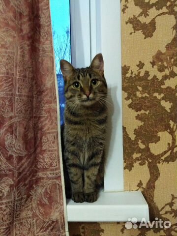 Кошечка в добрые руки