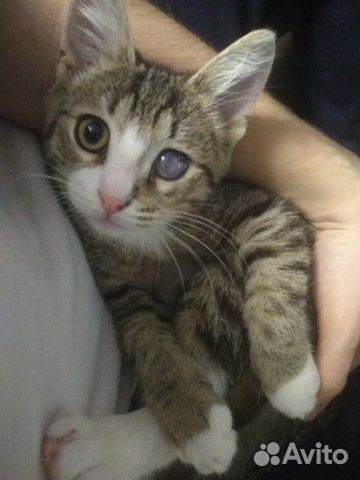 Котенок мальчик 5мес cpoчно ищет дом