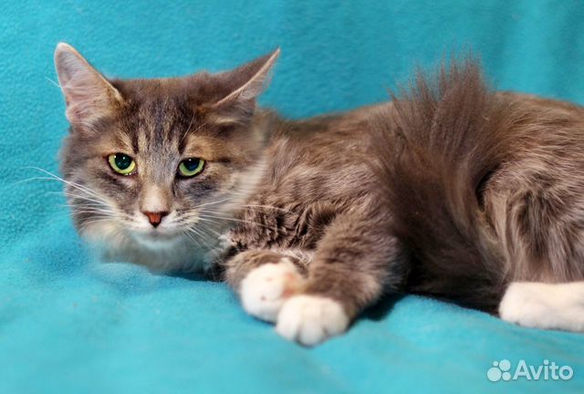 Мурчалкина - лапуля, умница и просто красавица