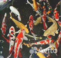 Рыбы, растения, пленка для вашего пруда