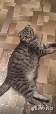 Кот вислоухий шотландский скотишфолд